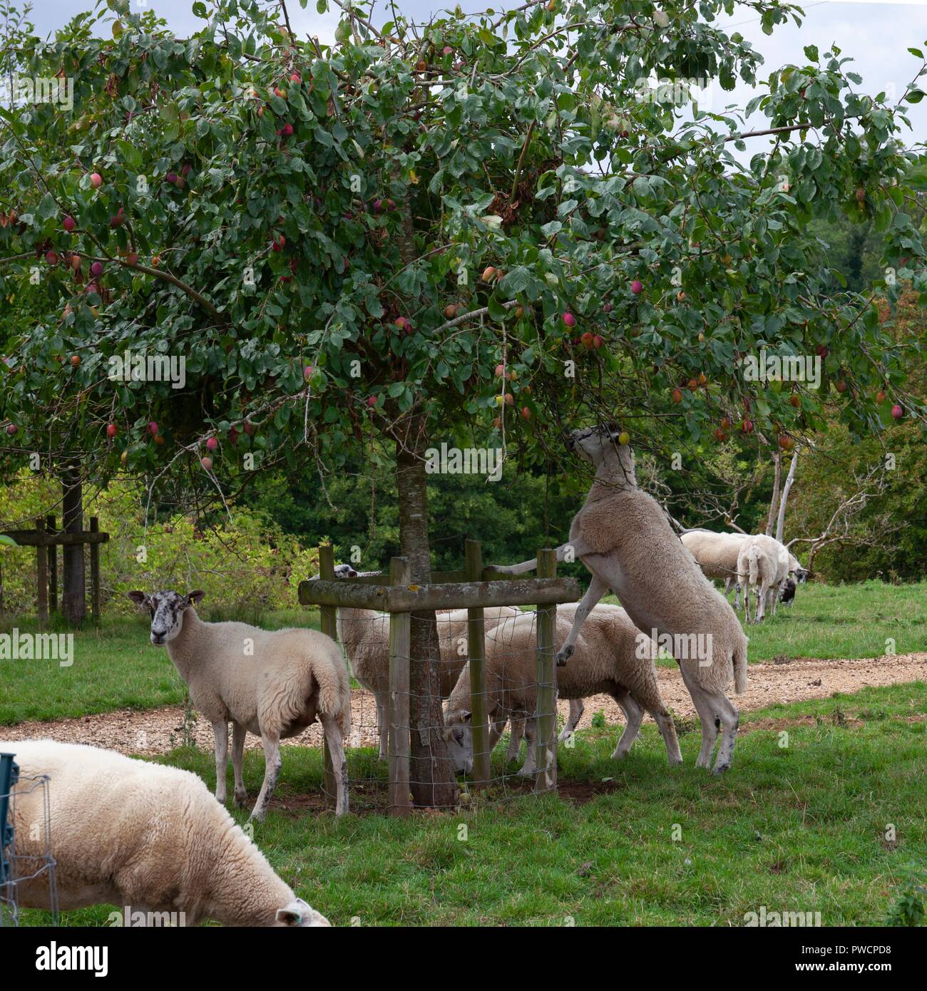 Sheep in an orchard at Temple Guiting, Cotswolds, Gloucestershire ...