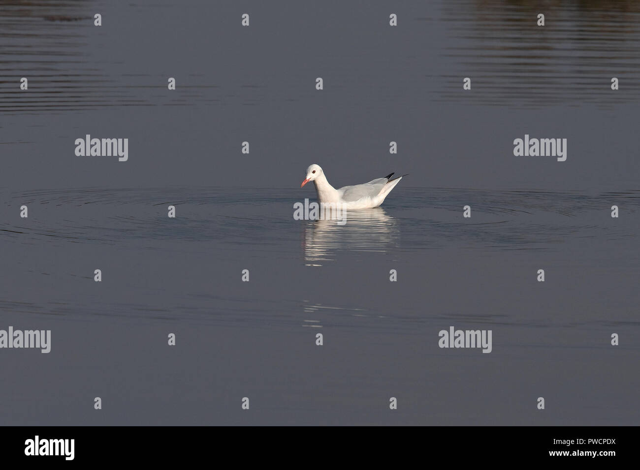 Slender-billed Gull (Larus genei Stock Photo - Alamy