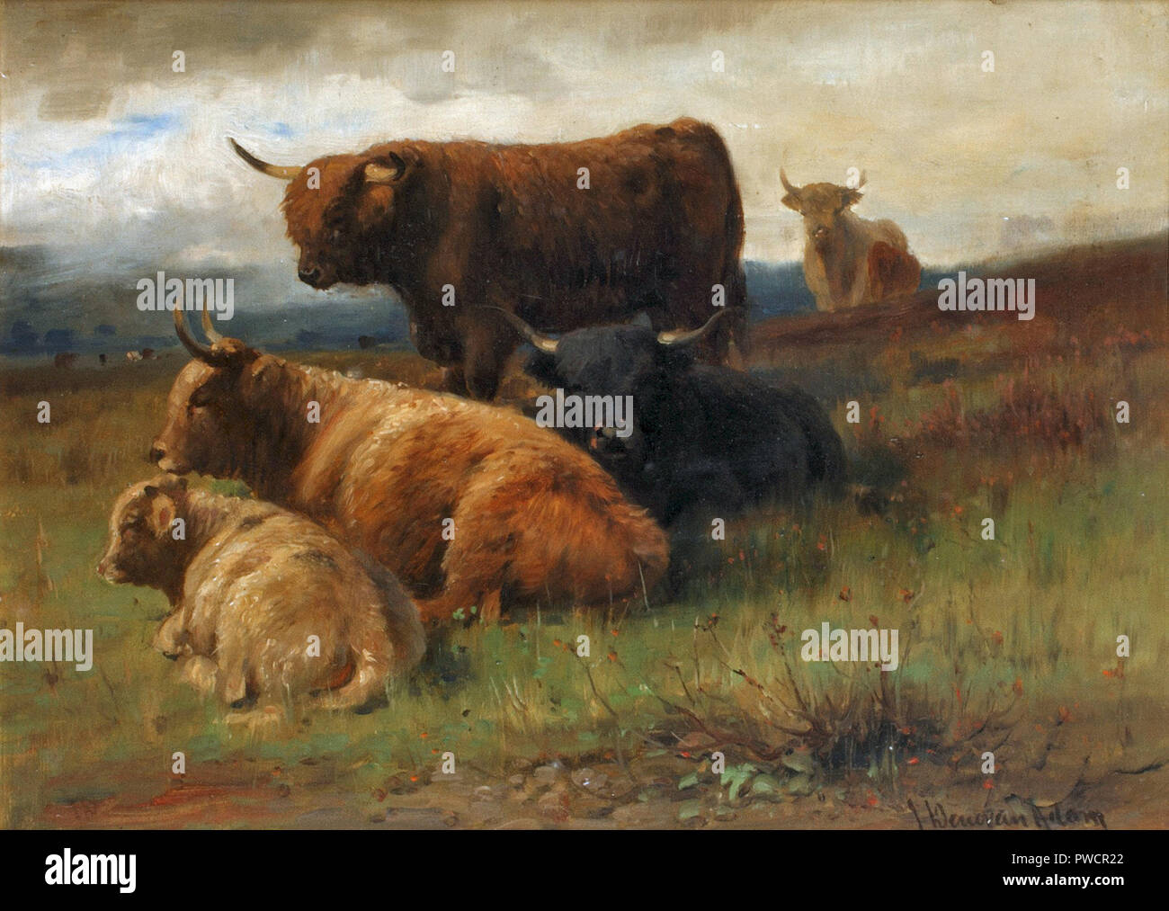 Adam Joseph Denovan - Highland Cattle Resting Stock Photo - Alamy