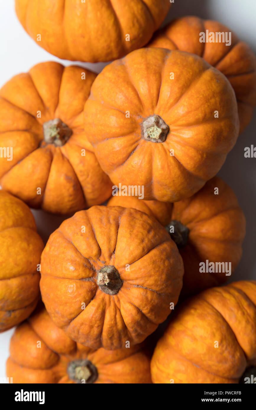 Mini munchkin pumpkin festive background Stock Photo - Alamy