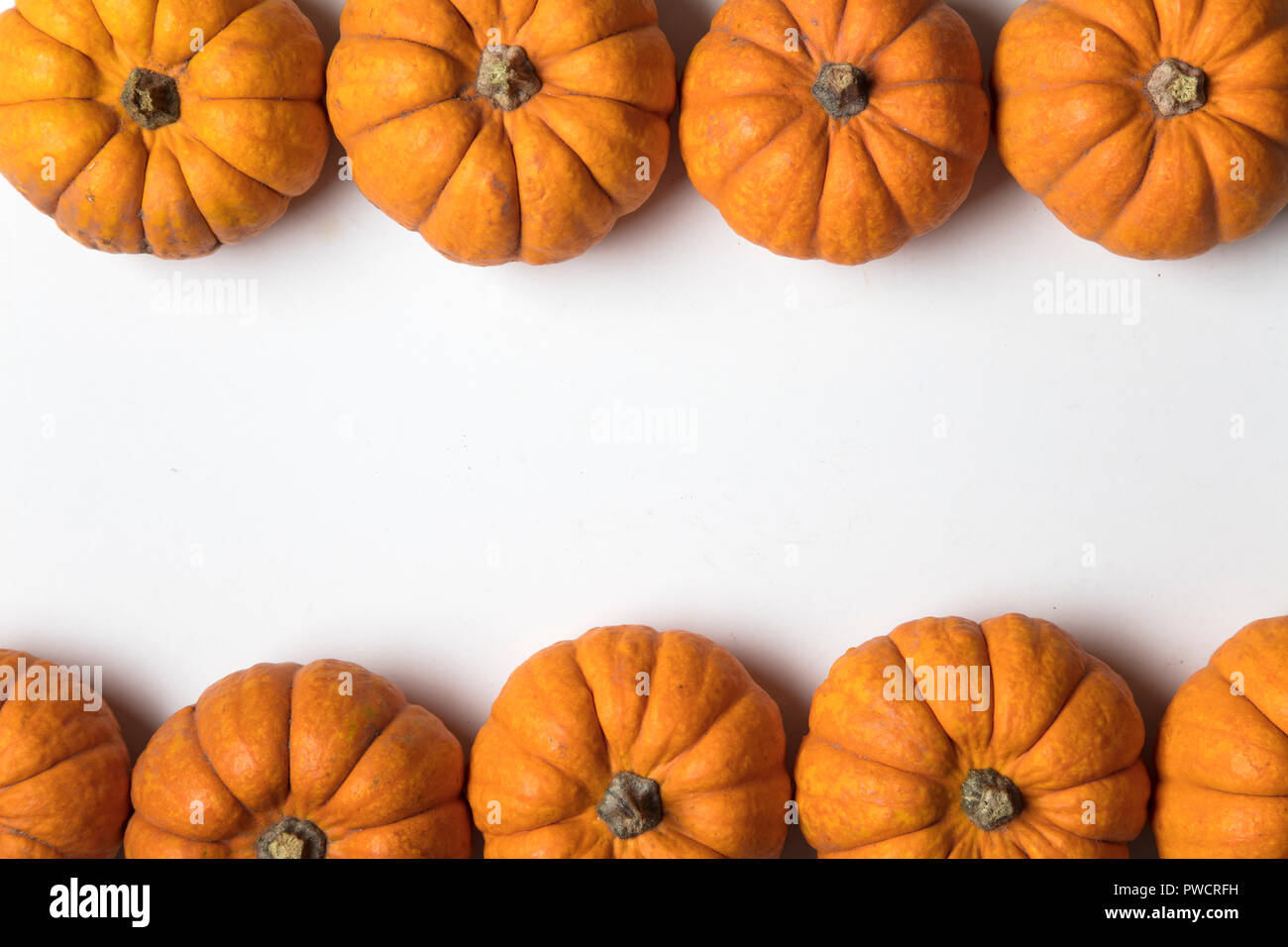 Mini munchkin pumpkin festive background Stock Photo - Alamy