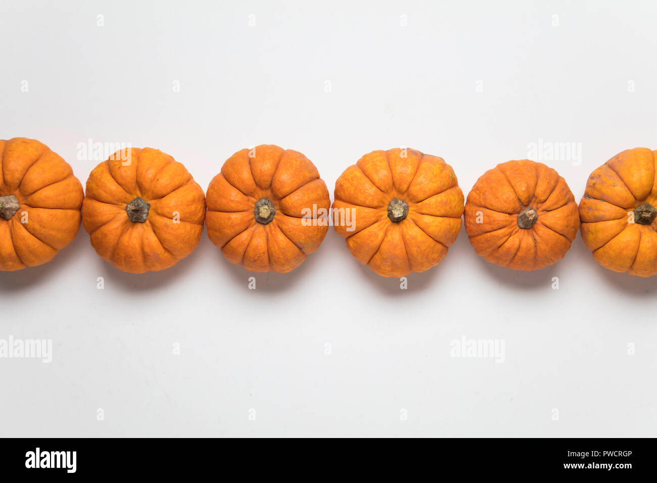 Mini munchkin pumpkin festive background Stock Photo - Alamy