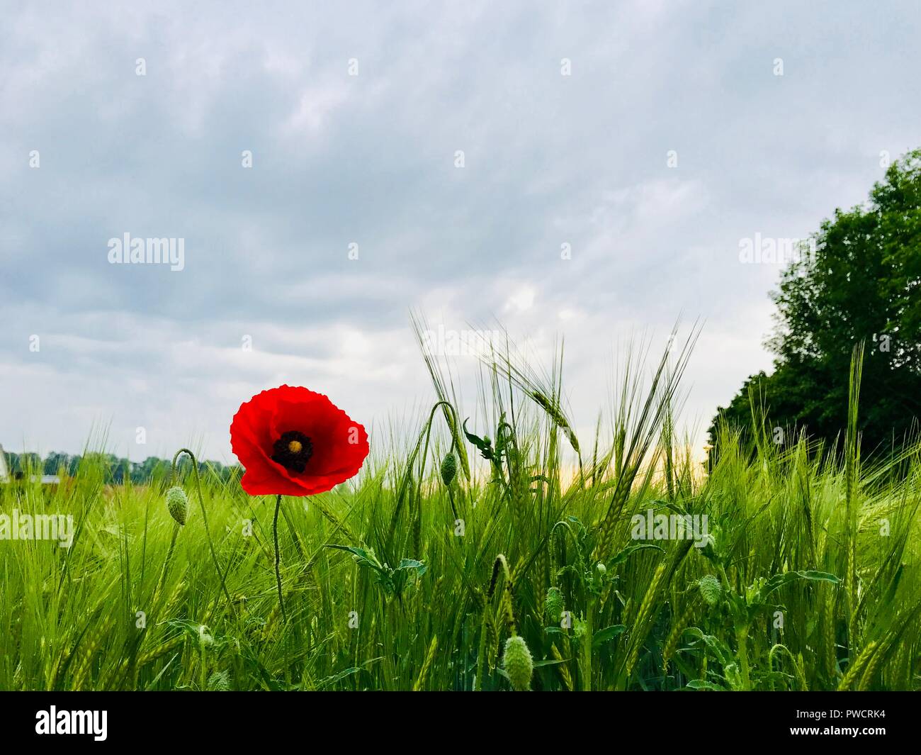Blumenfeld hi-res stock photography and images - Alamy