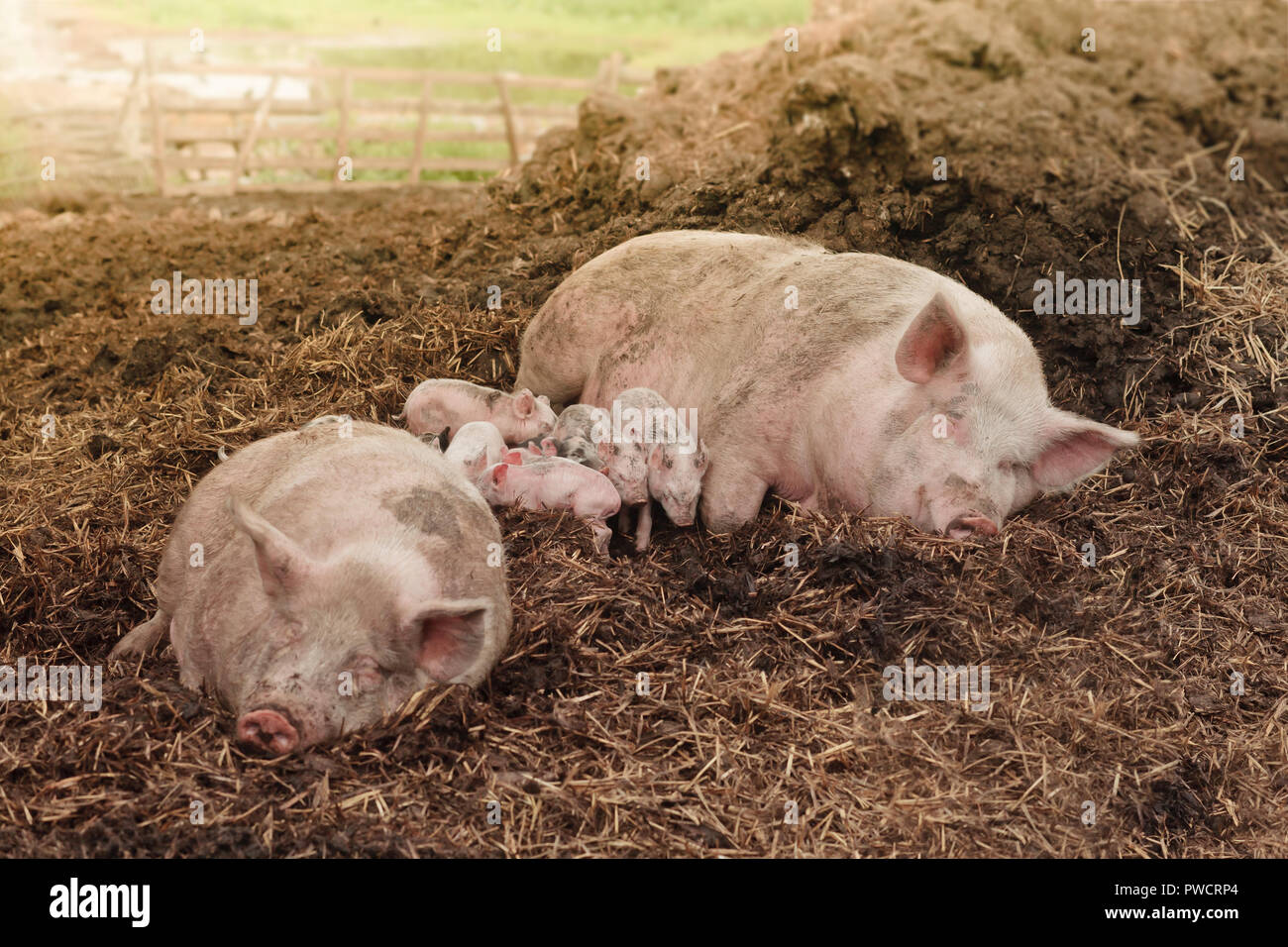 pink parent pigs lying in straw at manure heap with several mixed ...
