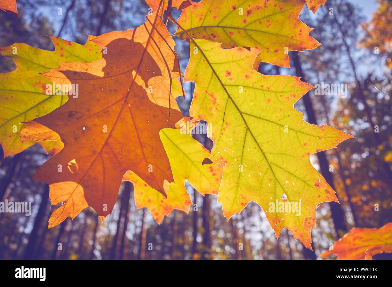 Autumn leaves against the sun, color toning applied, selective focus ...