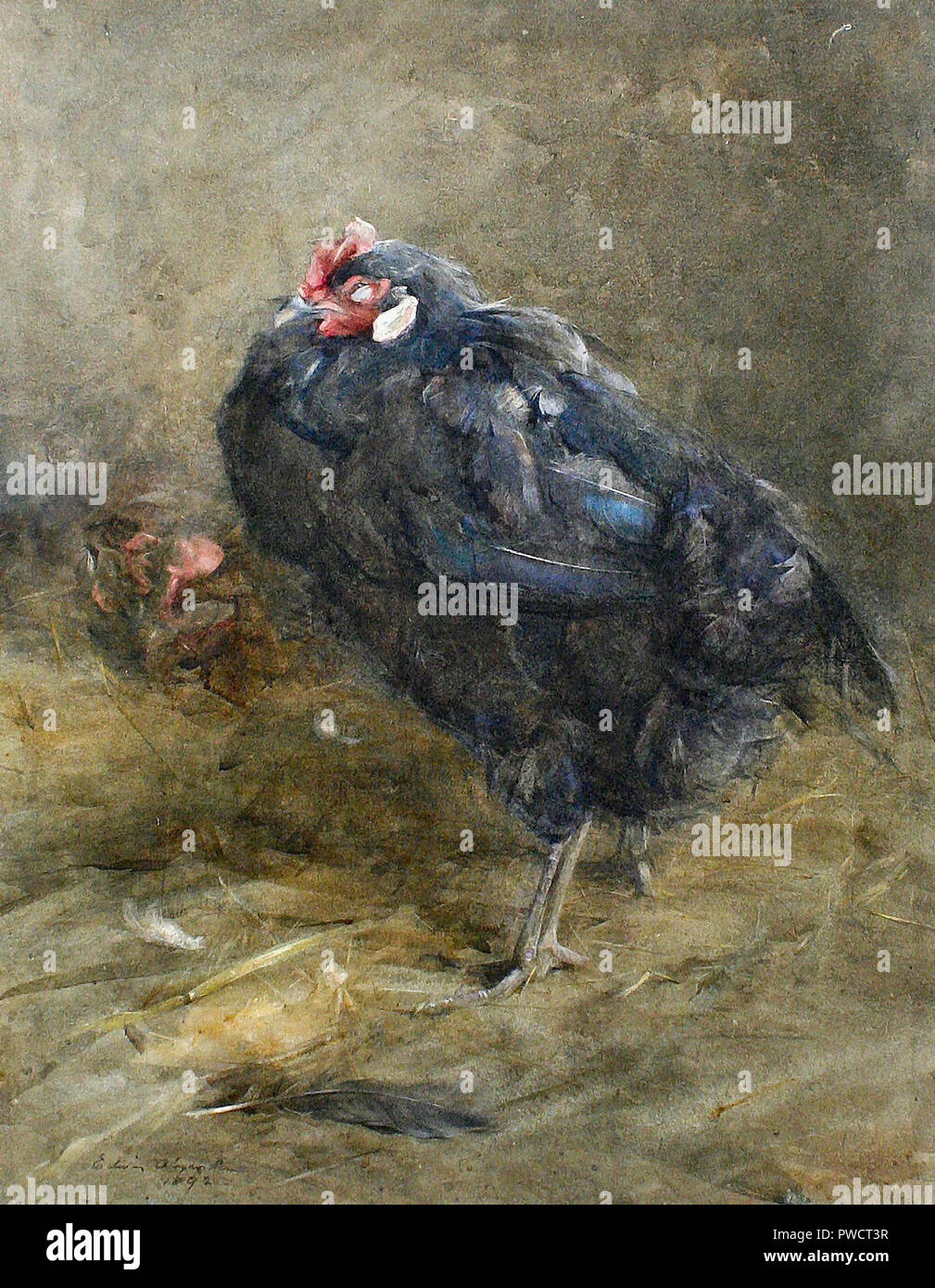 Alexander Edwin John - a Chicken Stock Photo - Alamy