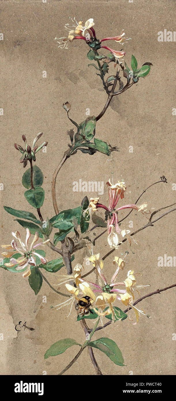 Alexander Edwin John - Honeysuckle and Bee Stock Photo - Alamy