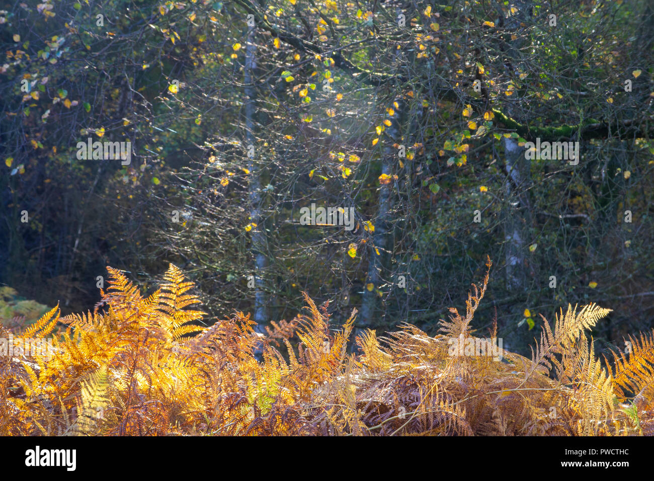 bracken in woodland Stock Photo - Alamy