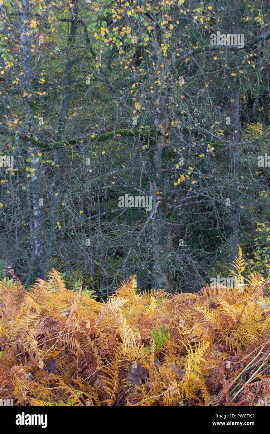 bracken in woodland Stock Photo - Alamy