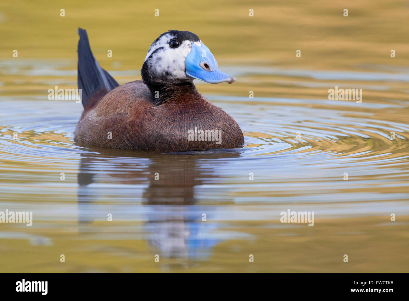 White-headed Duck (Oxyura leucocephala), front view of a second summer ...