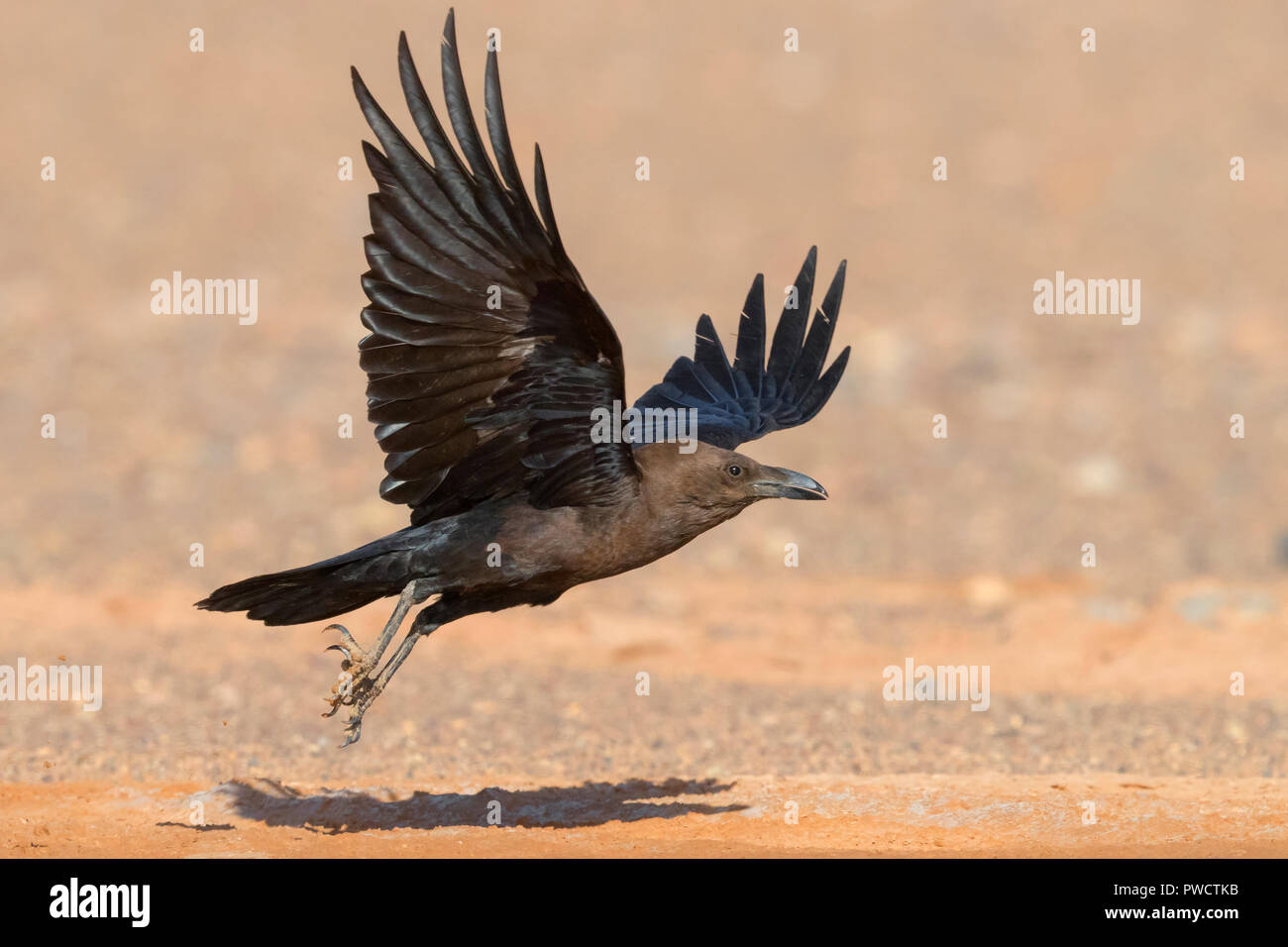 Raven in desert hi-res stock photography and images - Alamy