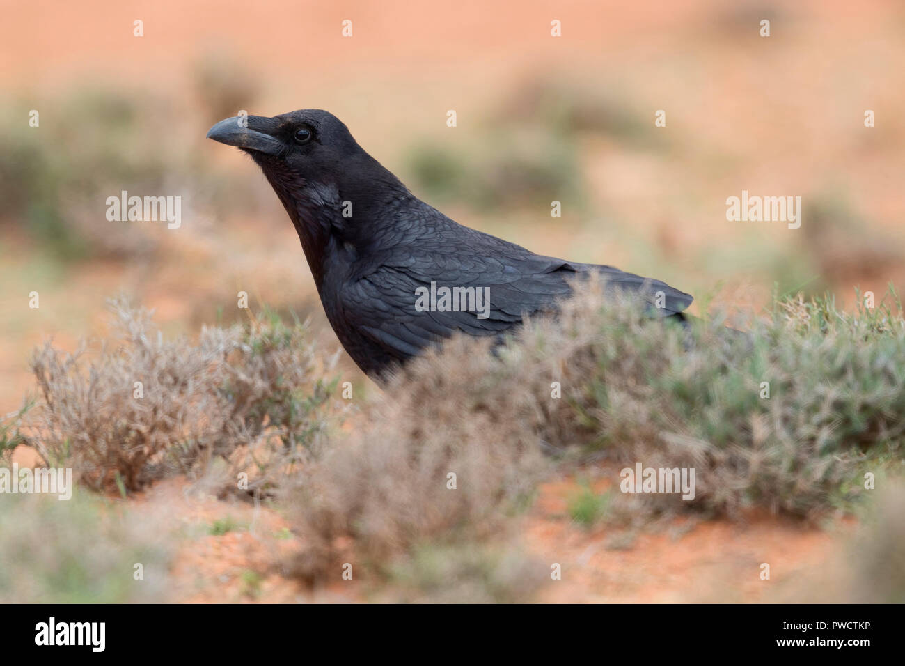 African raven hi-res stock photography and images - Alamy