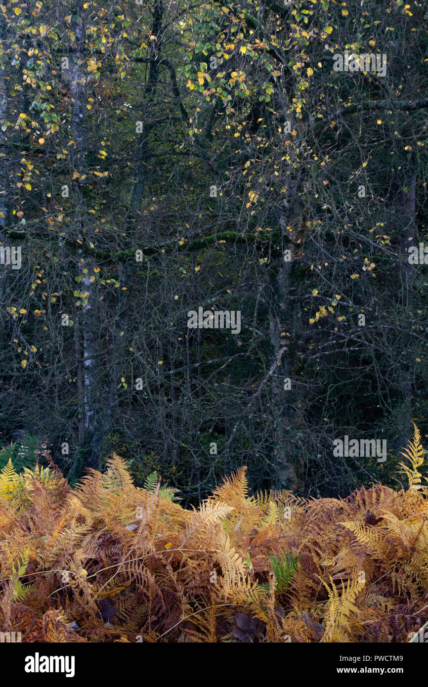 Colourful bracken hi-res stock photography and images - Alamy