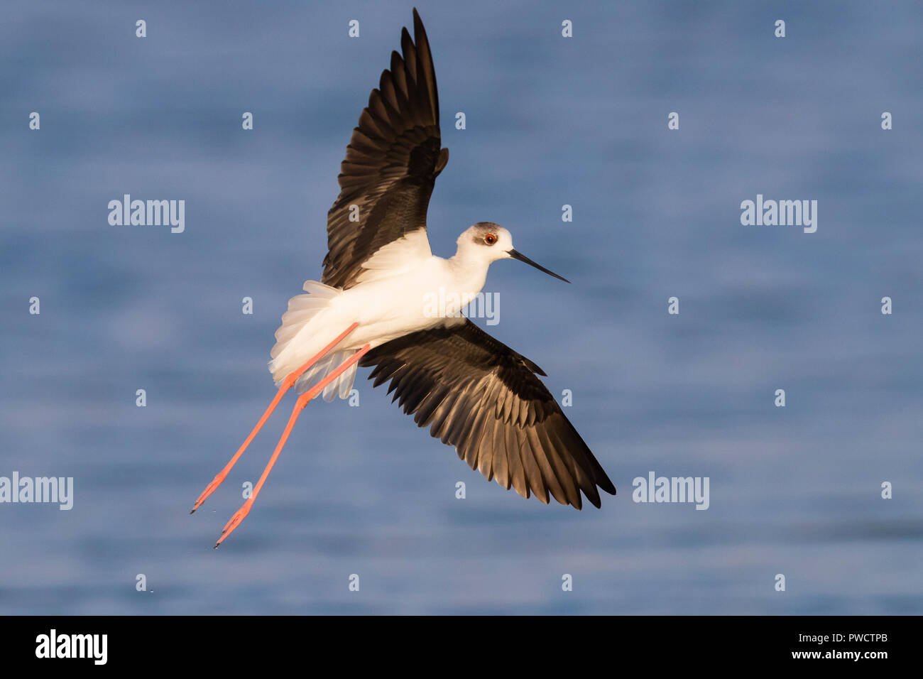 Stilt birds hi-res stock photography and images - Alamy
