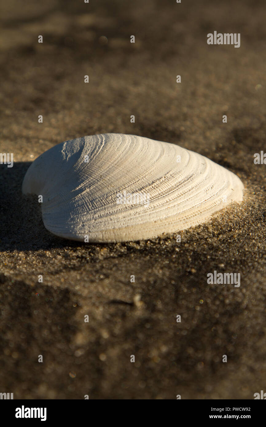 Seashell resting in sand Stock Photo - Alamy