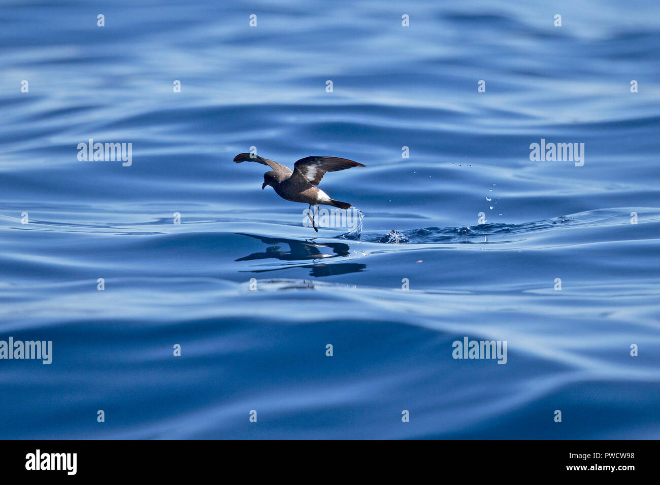 European Storm-petrel (Hydrobates pelagicus Stock Photo - Alamy