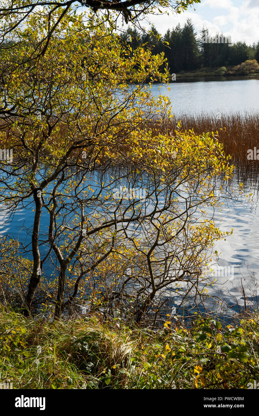 Scenic view on Meenameen lake in Lough Navar Forest in Co. Fermanagh ...