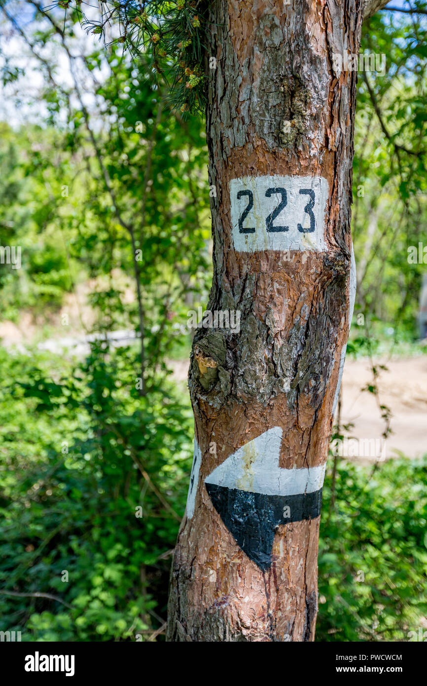 Directional number 223, two hundred and twenty three, on pine tree with ...