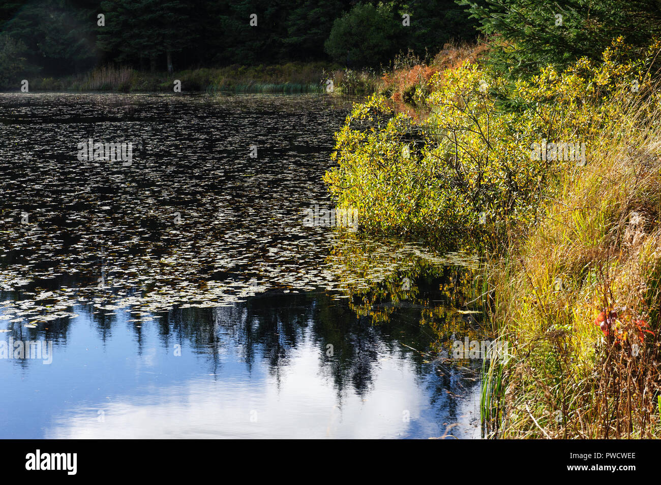 Scenic view on Meenameen lake in Lough Navar Forest in Co. Fermanagh ...