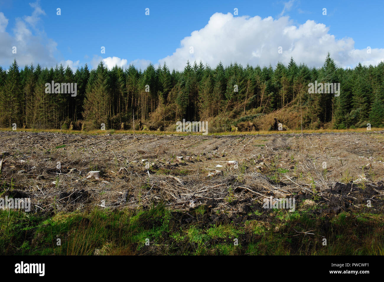 Cut trees in Lough Navar Forest Stock Photo - Alamy