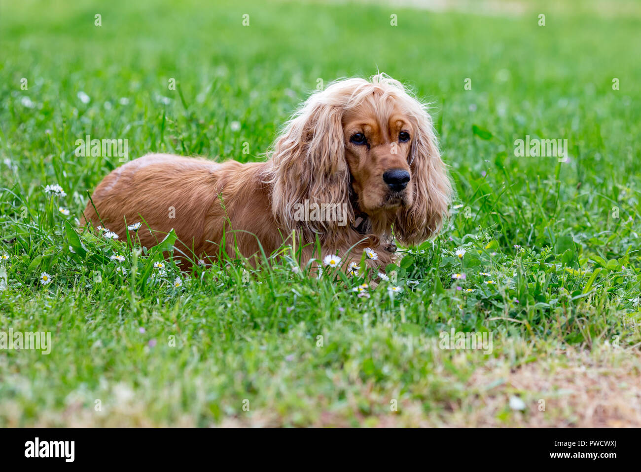 Beautiful cocker spaniel lying on green springtime grass, selective ...