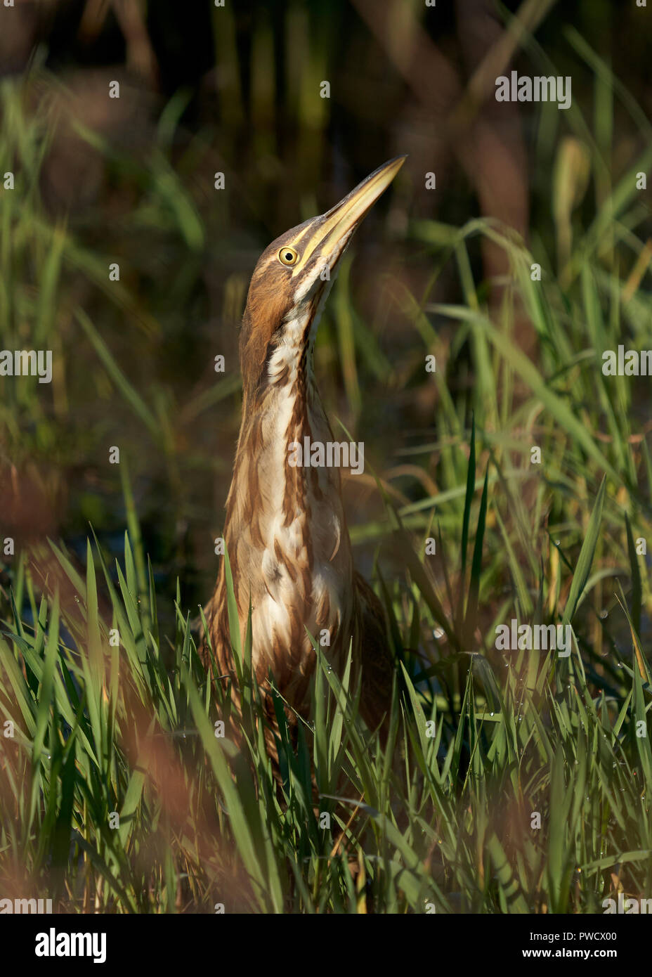 American Bittern (Botaurus lentiginosus Stock Photo - Alamy