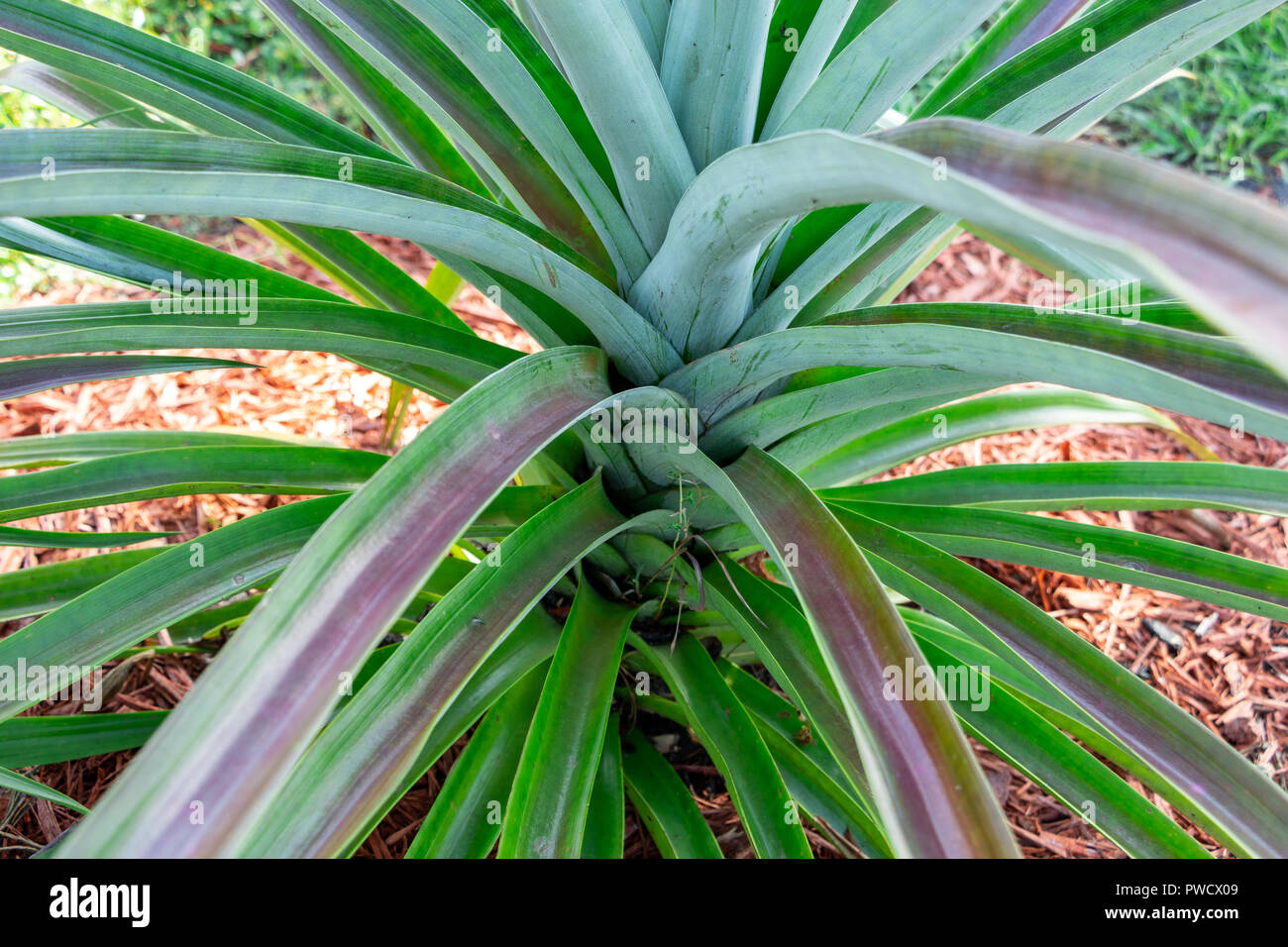 Pineapple leaves hi-res stock photography and images - Alamy