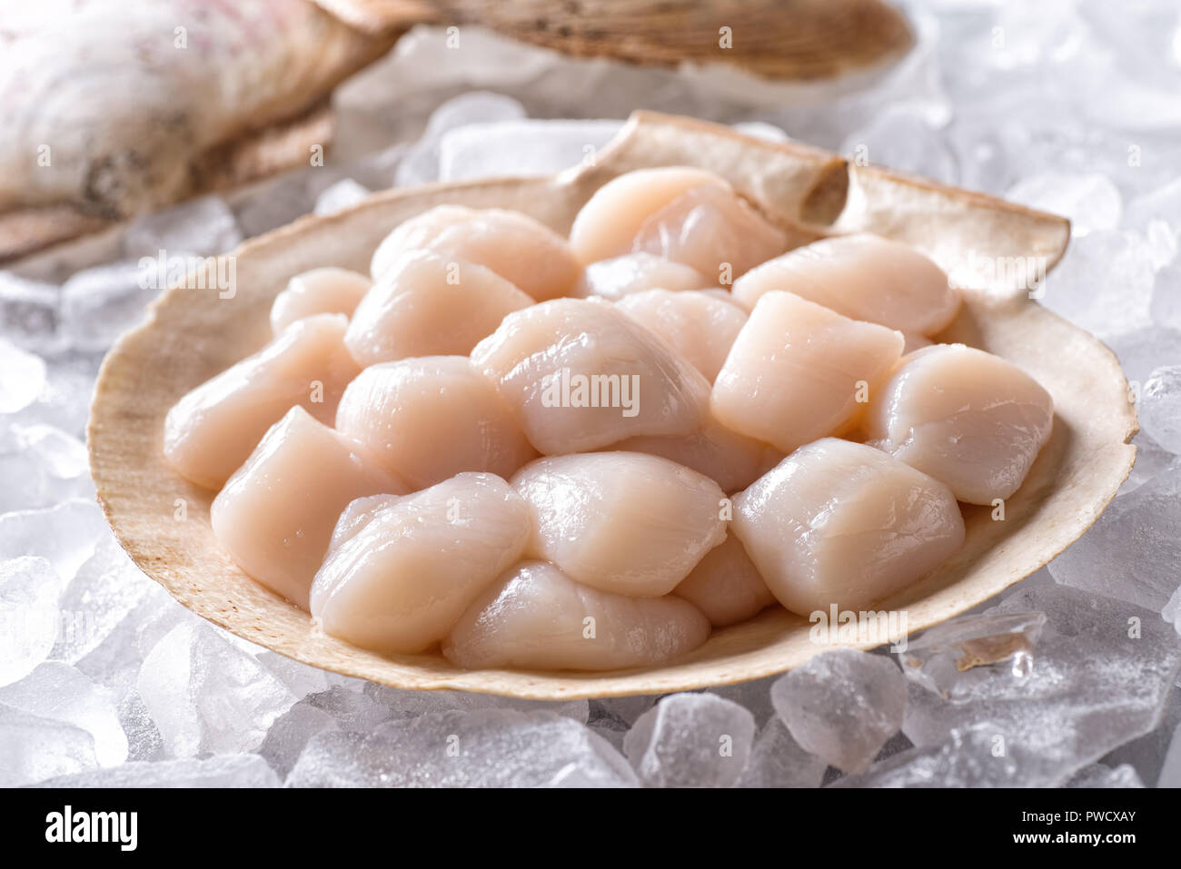 Scallops in shell hi-res stock photography and images - Alamy