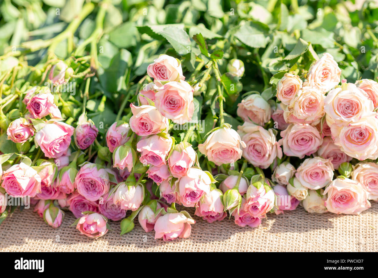 Beautiful blossoming roses of different shades of pink color Stock ...