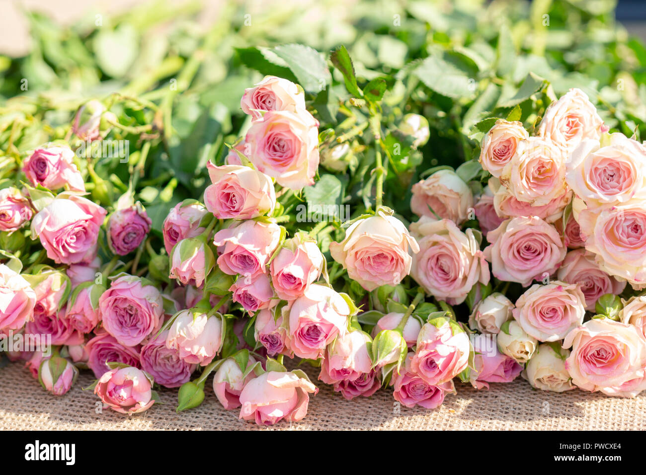 Beautiful blossoming roses of different shades of pink color Stock ...
