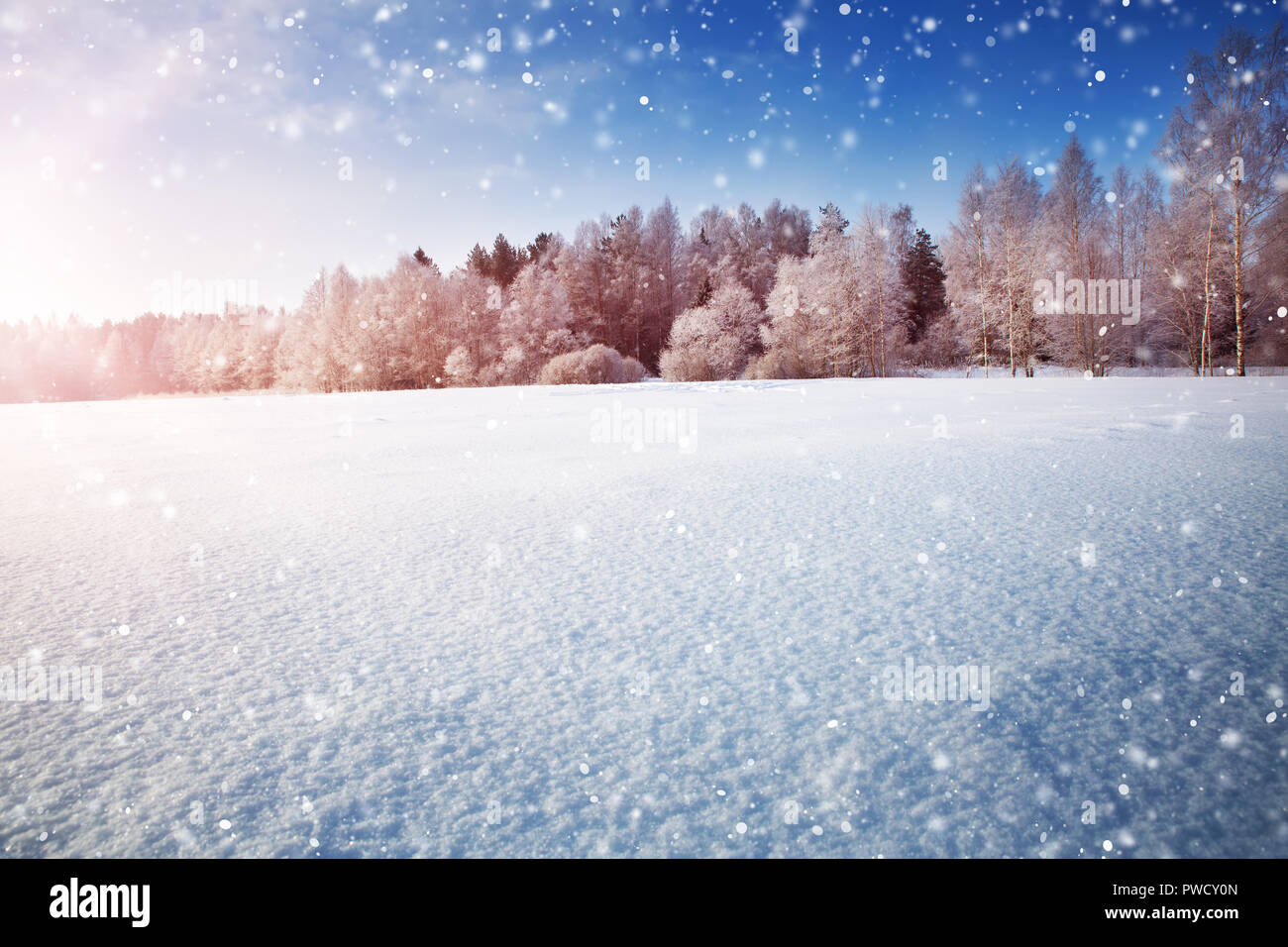 Beautiful trees in winter landscape in early morning Stock Photo - Alamy