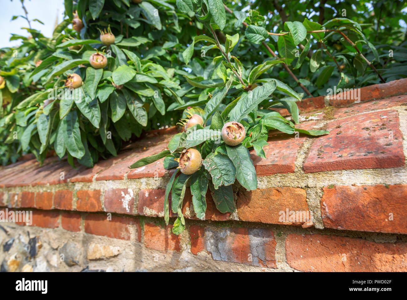 British medlar fruit hi-res stock photography and images - Alamy