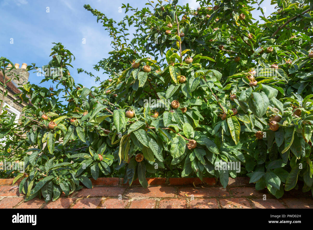 Foliage and edible fruit of Mespilus germanica, common medlar, growing ...