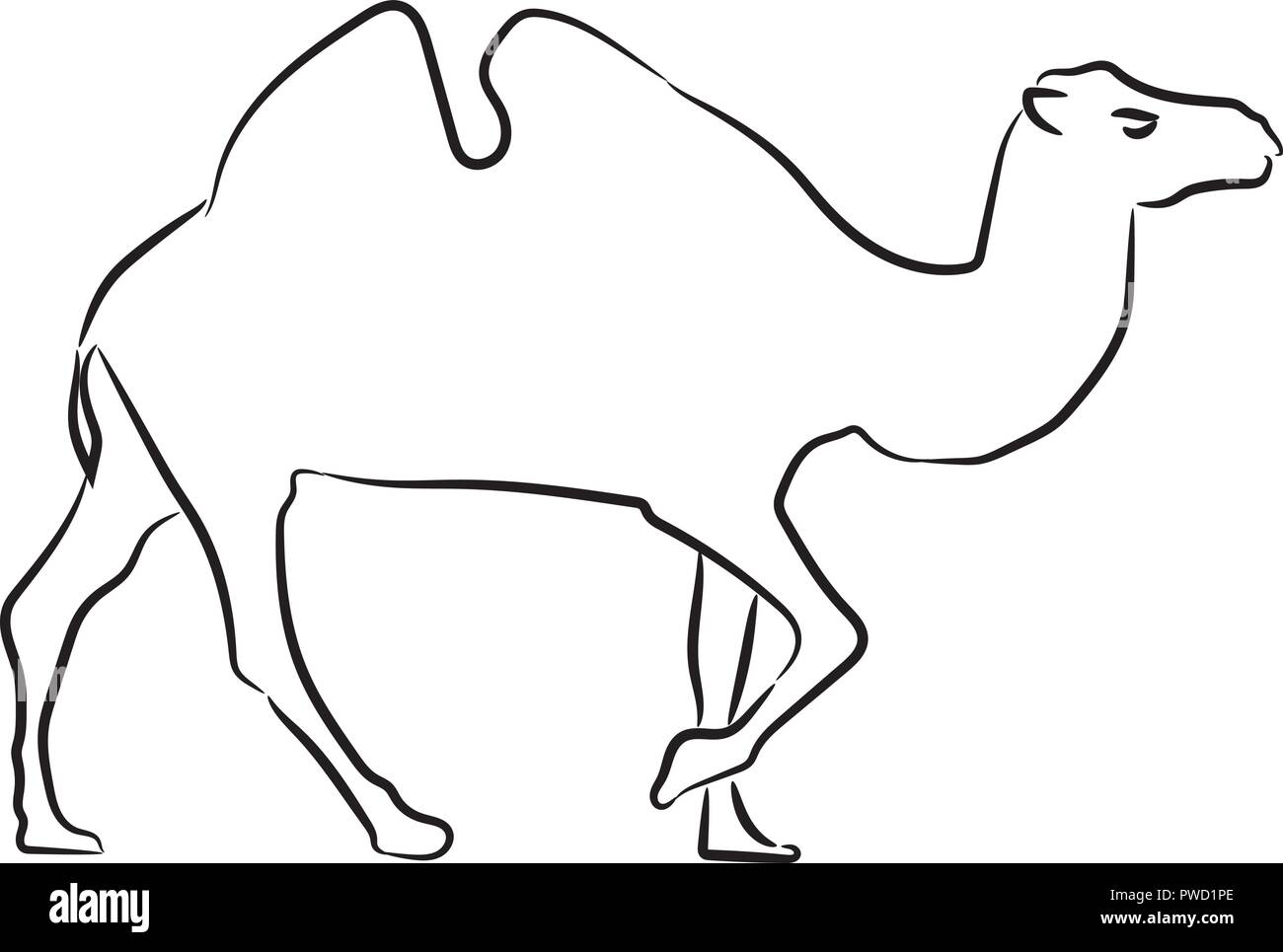 Camel sketch style silhouette. Pencil hand drawn style vector ...