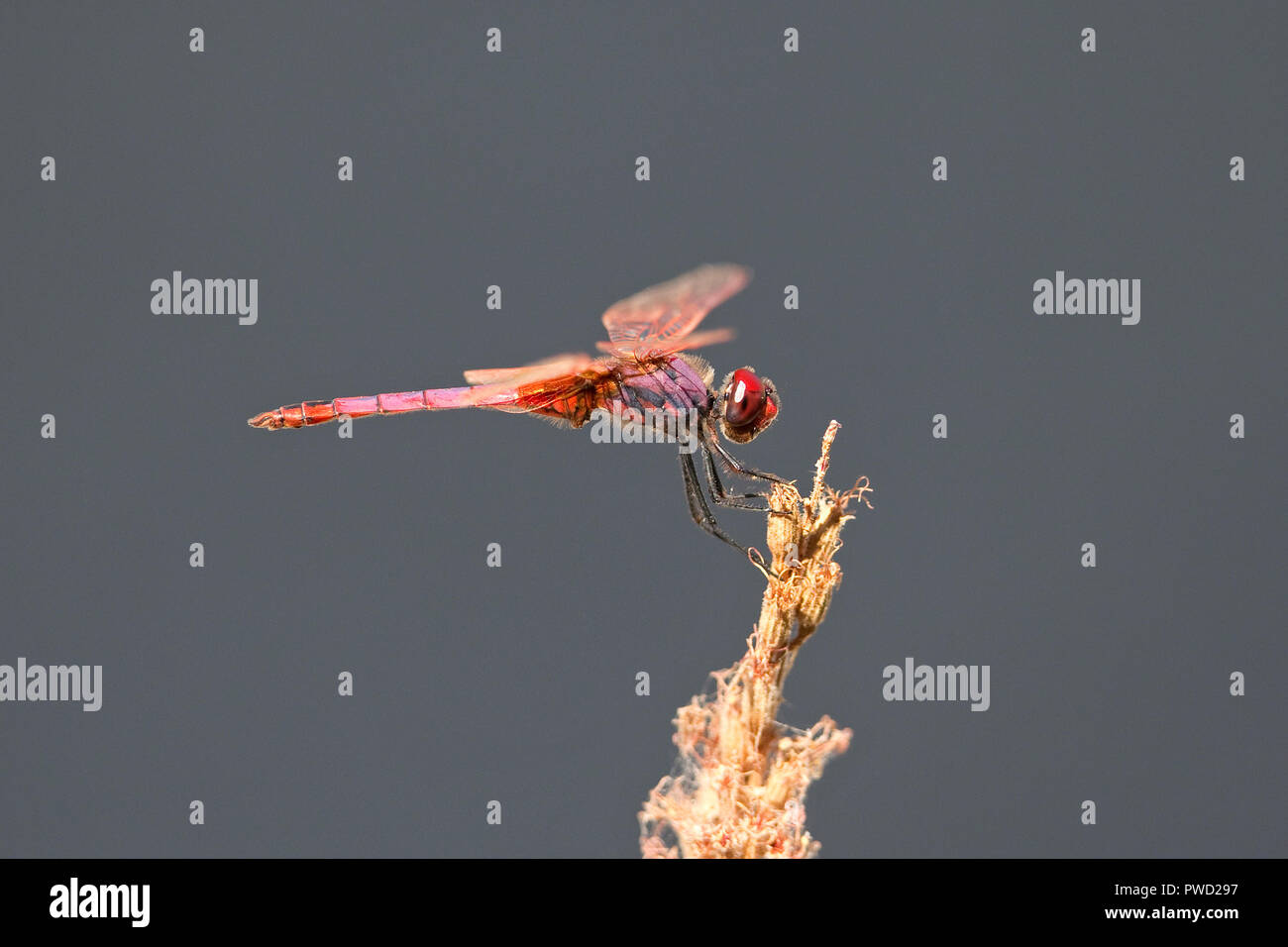 Violet Dropwing (Trithemis annulata) Algarve Portugal PT October 2018 ...
