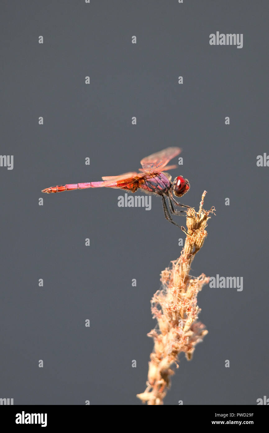 Violet Dropwing (Trithemis annulata) Algarve Portugal PT October 2018 ...