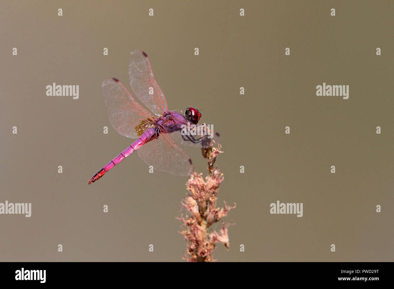 Portuguese insects hi-res stock photography and images - Alamy