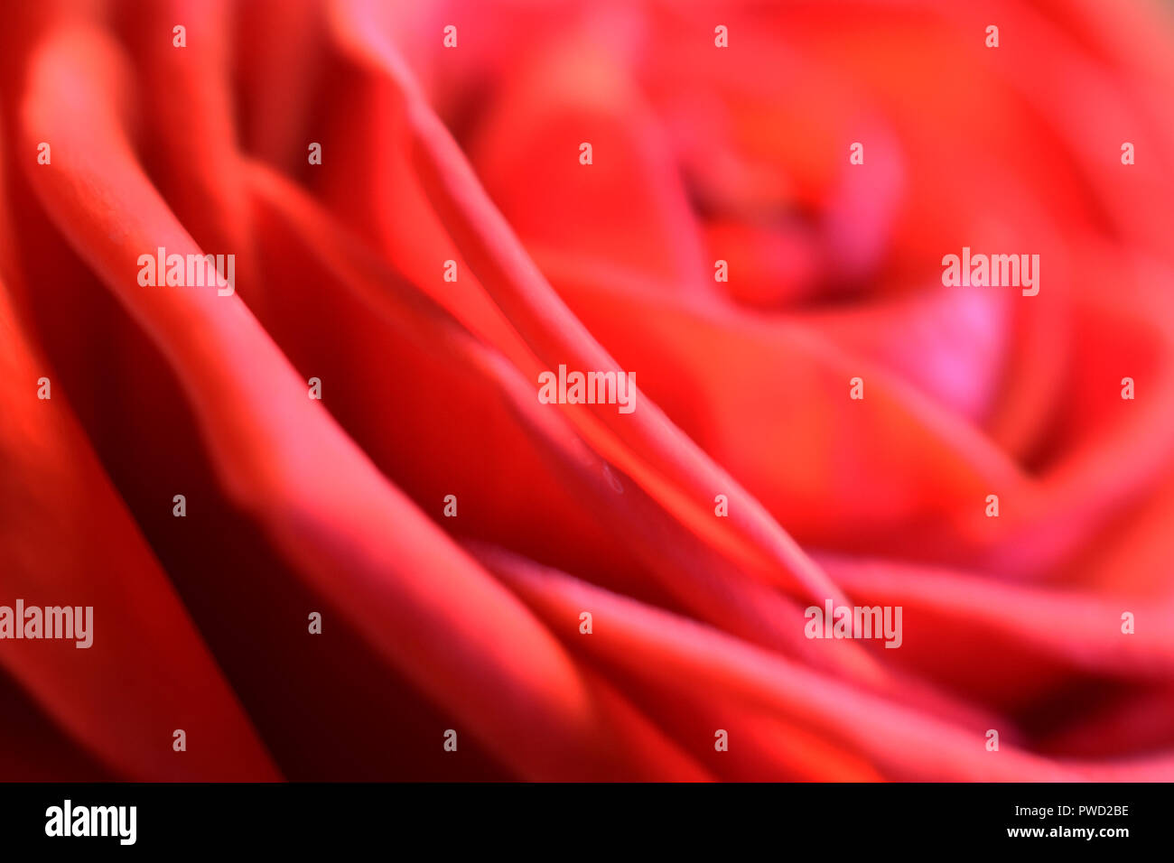 Red rose. Close up side view macro shot. Shallow depth of field. Love ...