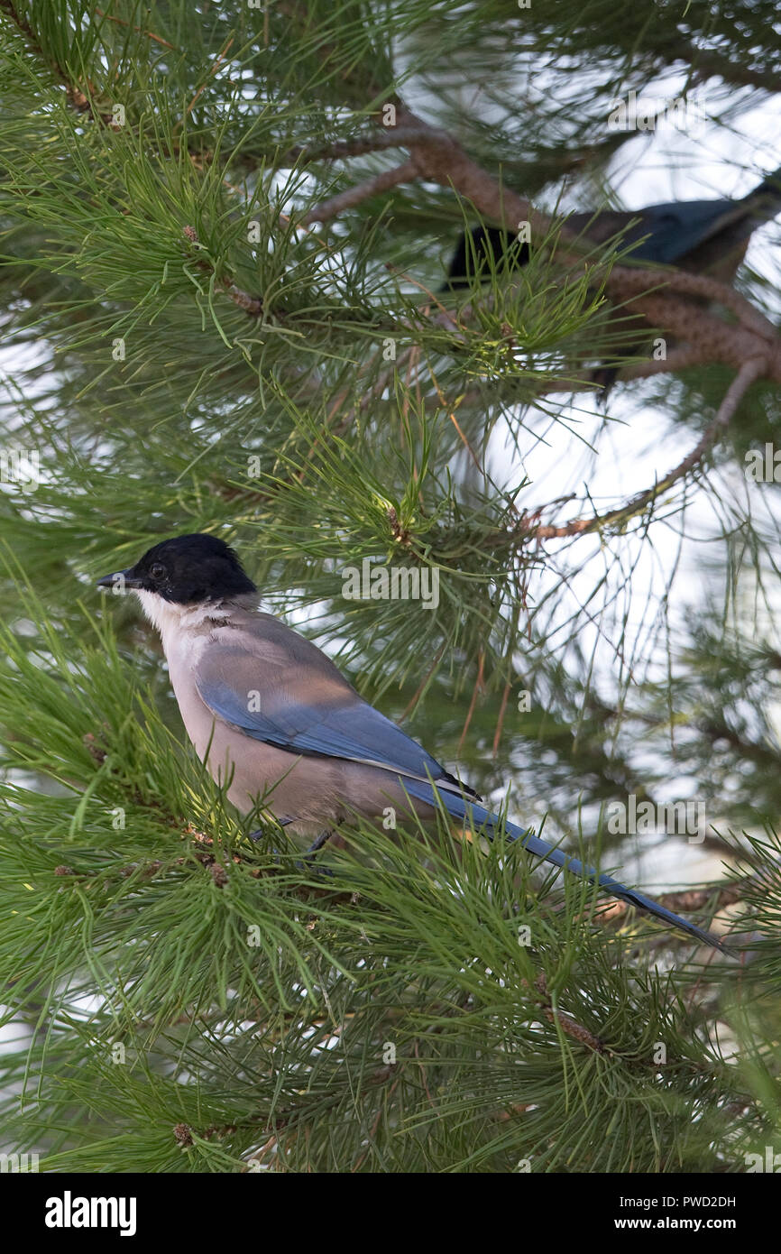 Azure winged magpie portugal hi-res stock photography and images - Alamy