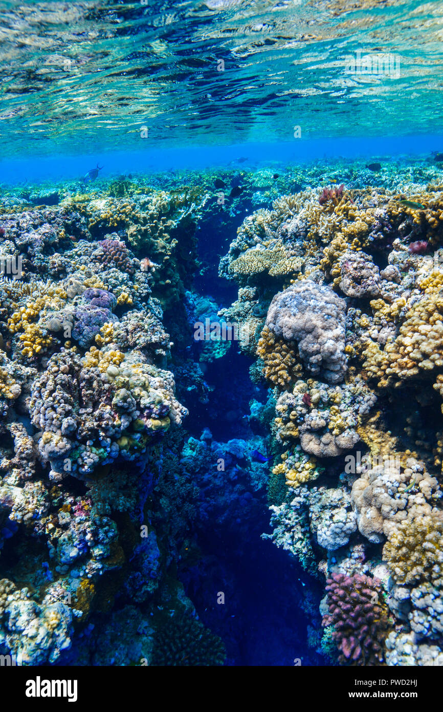 surface reflection coral reef at the Red Sea Egypt Stock Photo - Alamy