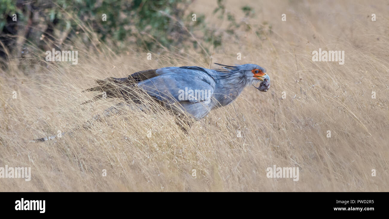 Secretary bird with freshly caught prey in the African bush image with ...