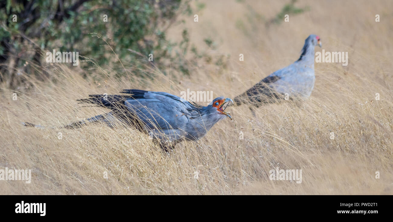 Secretary bird with freshly caught prey in the African bush image with ...