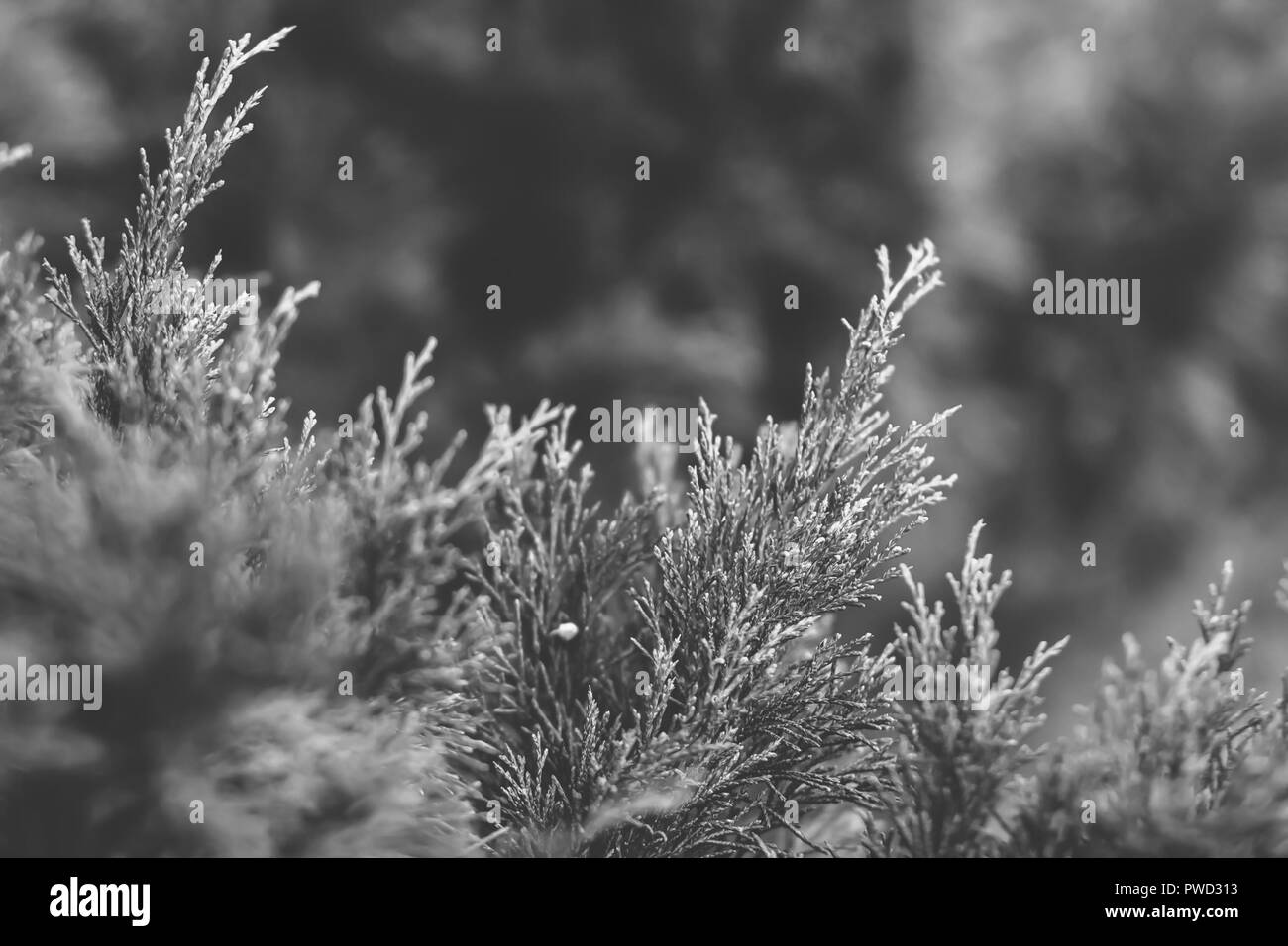 Coniferous forest background in Black and White Stock Photos & Images ...