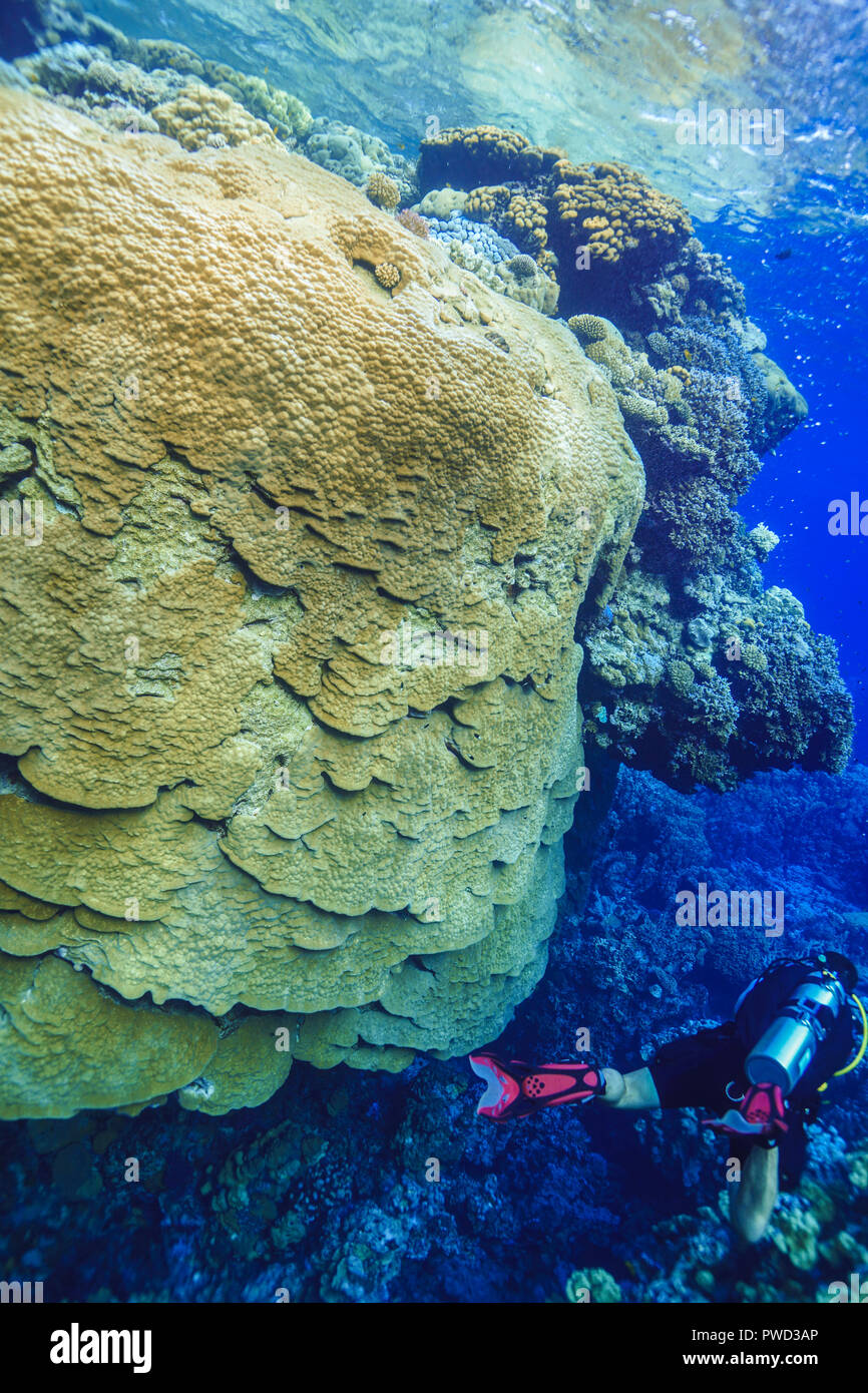 landscape Coral Reef at the Red Sea Egypt Stock Photo - Alamy