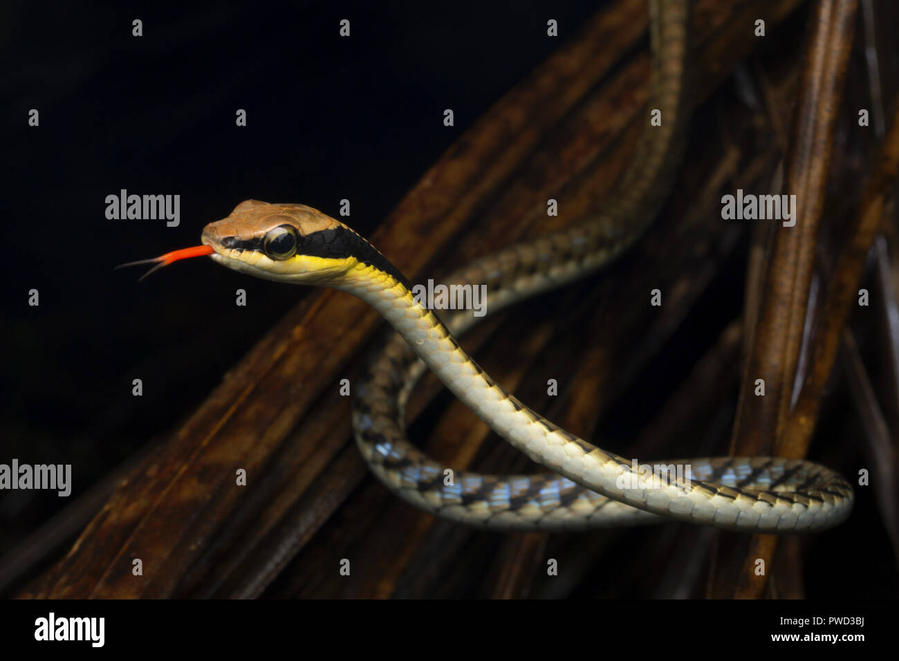 Cohns bronzeback hi-res stock photography and images - Alamy