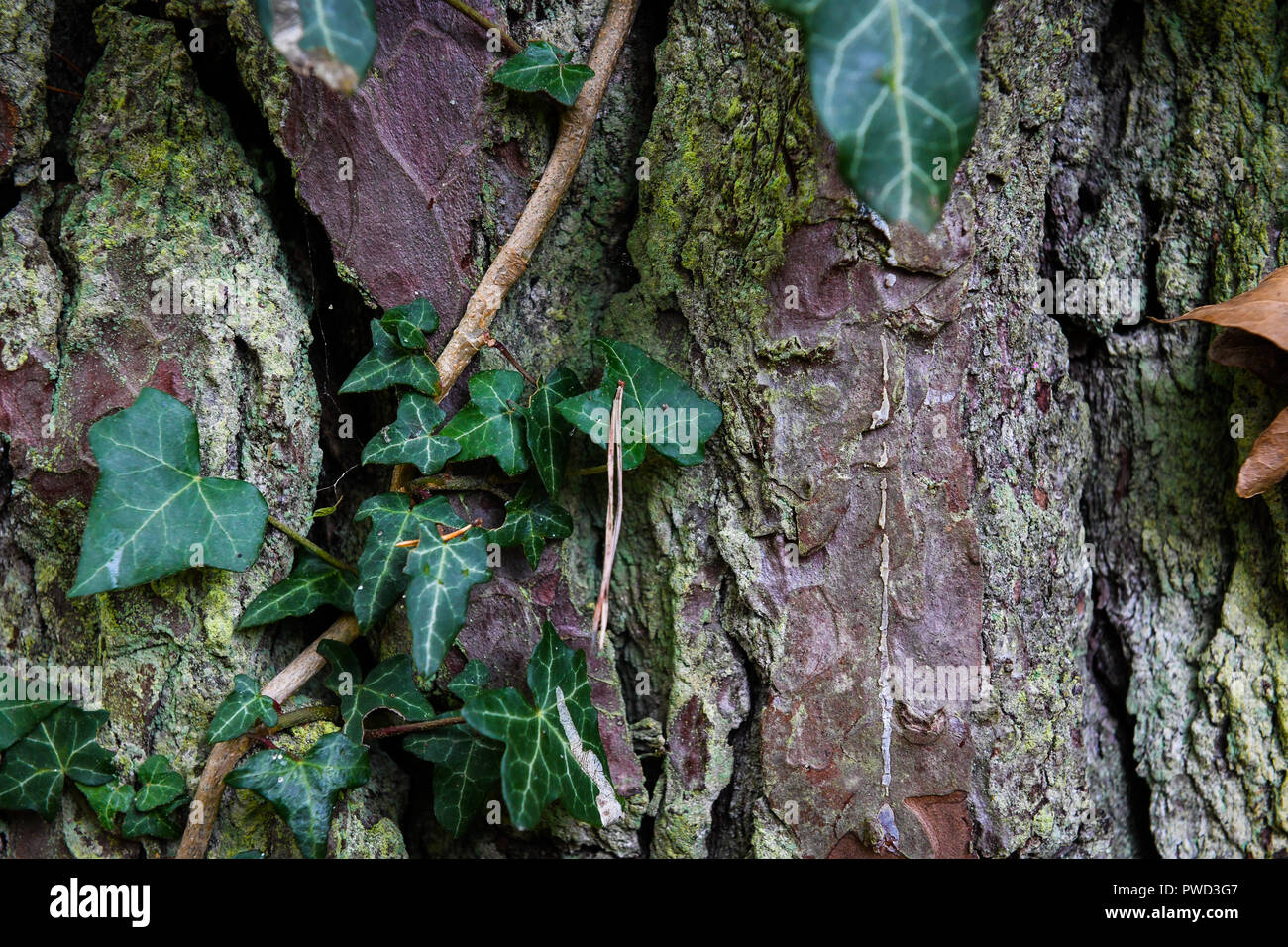 Ivy on the bark hi-res stock photography and images - Alamy