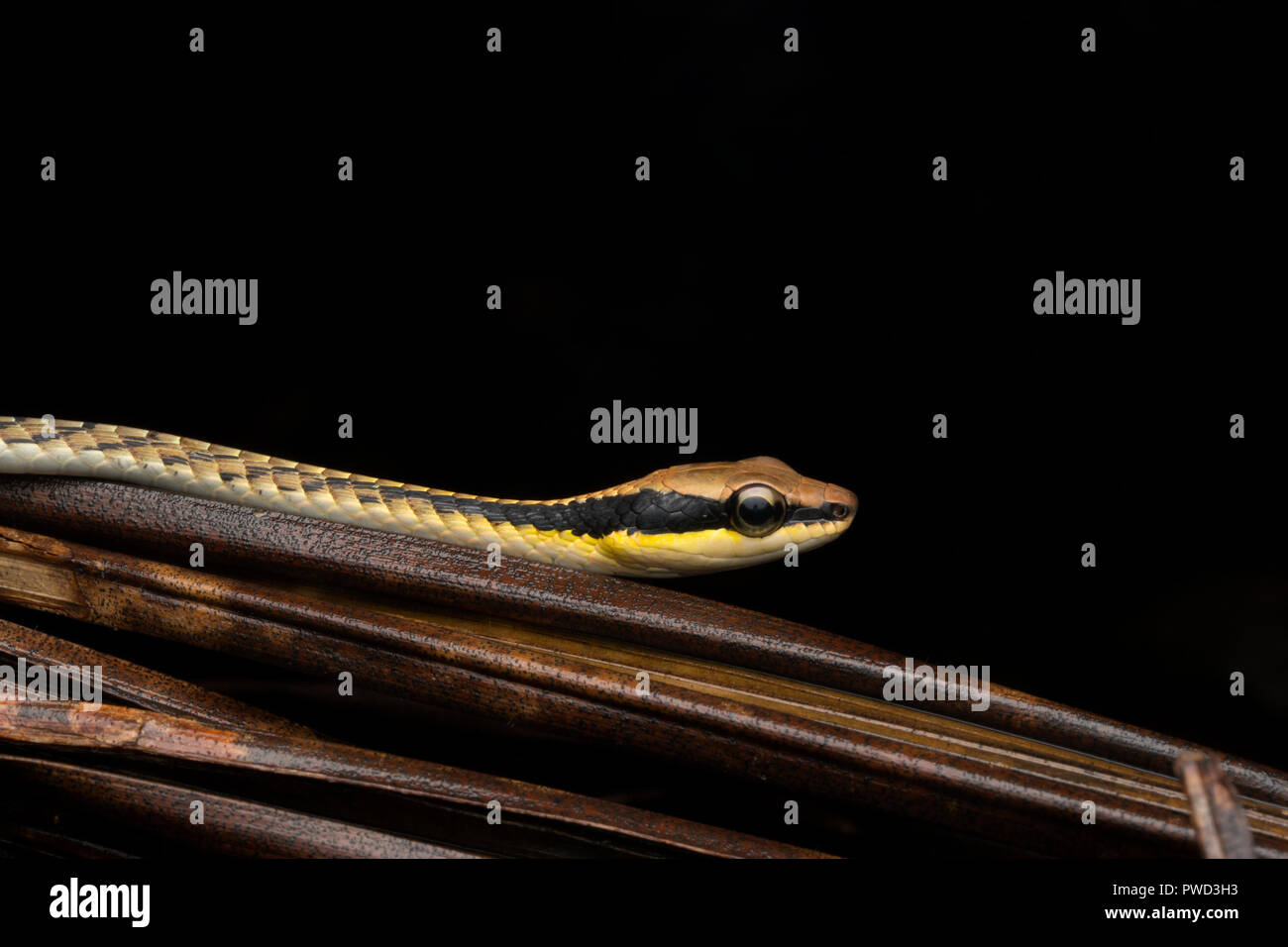 Cohns bronzeback hi-res stock photography and images - Alamy