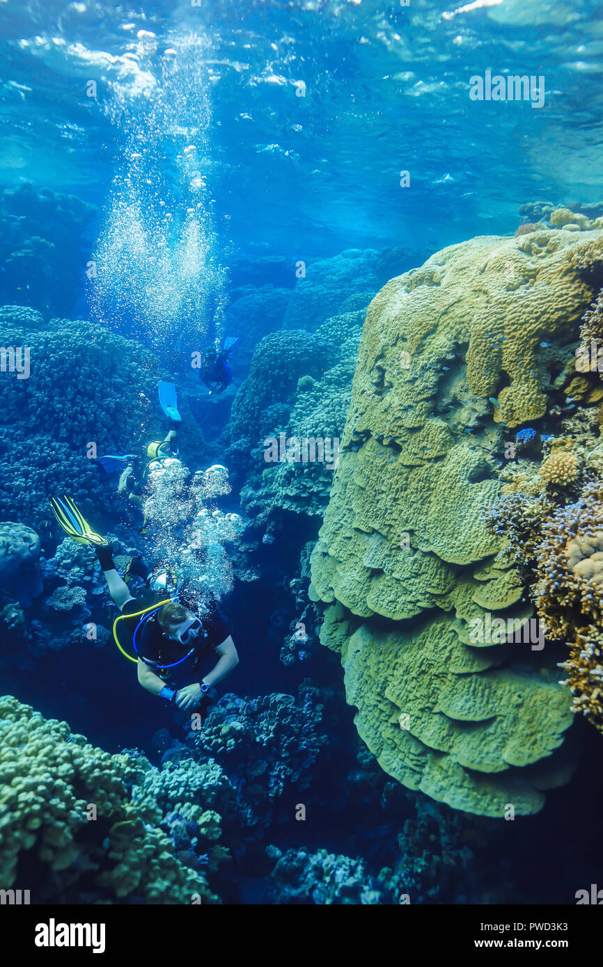 landscape Coral Reef at the Red Sea Egypt Stock Photo - Alamy