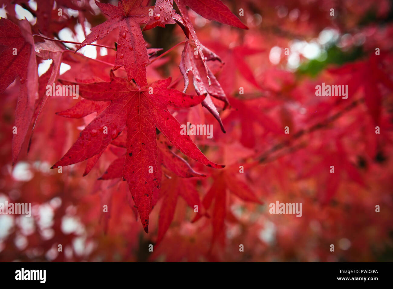 A detailed picture of a bright red tree leaf Stock Photo - Alamy