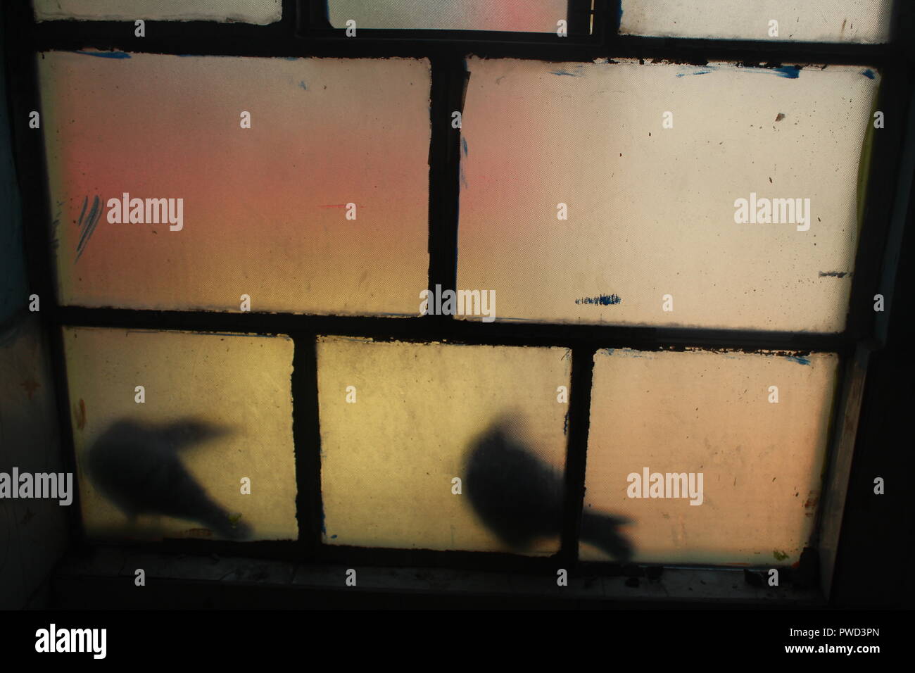 Pigeon behind the glass door.looks fabulous and full of adventure. I ...